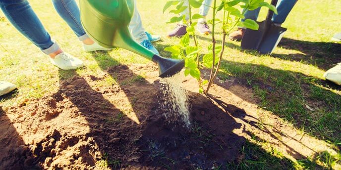 How To Plant Trees In 5 Easy Steps Budget Dumpster