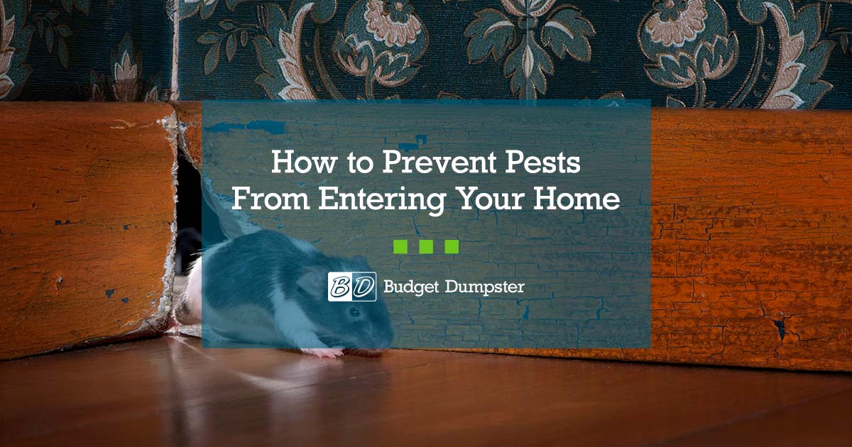 Pest Prevention Tips for Your Home | Budget Dumpster