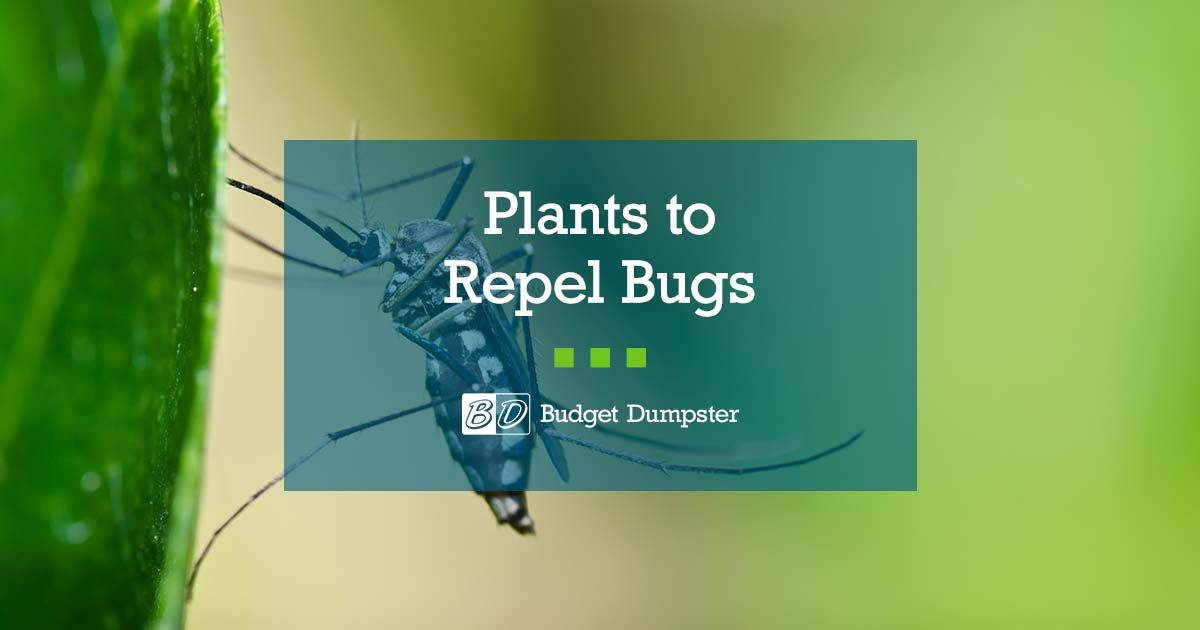 How to Use Plants to Repel Bugs | Budget Dumpster