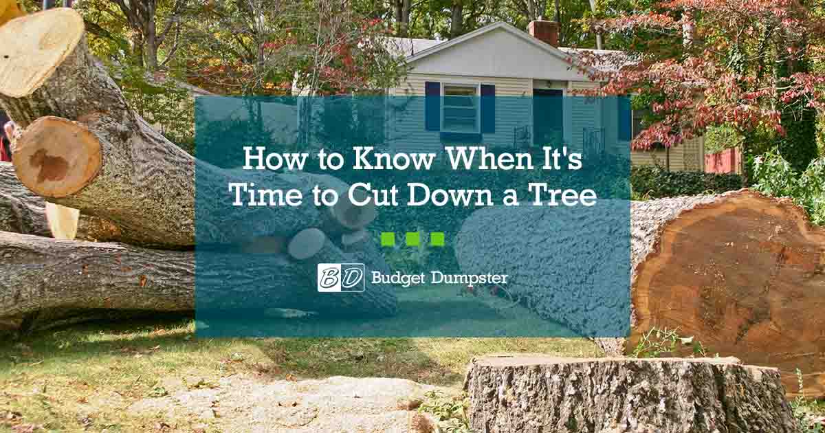 When to Cut Down a Tree | Budget Dumpster